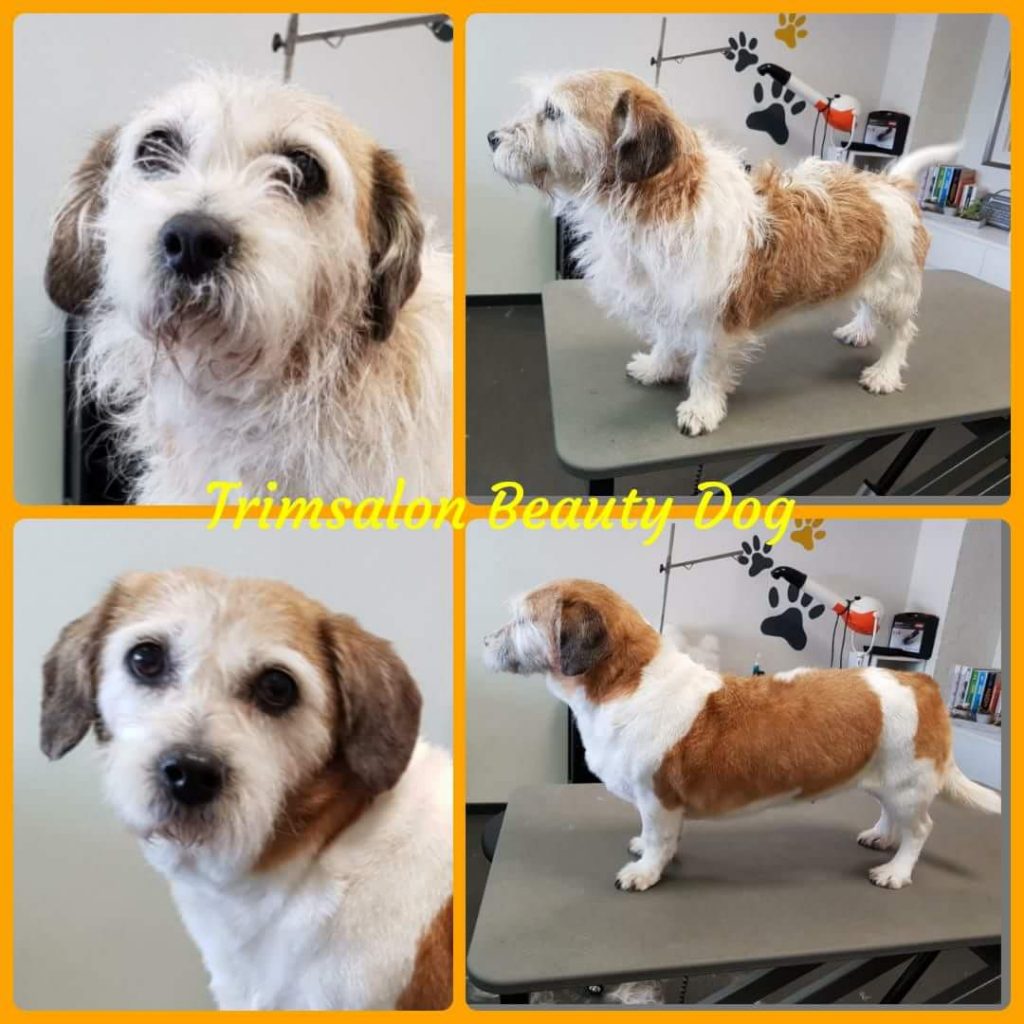 Foto’s – Trimsalon Beauty Dog